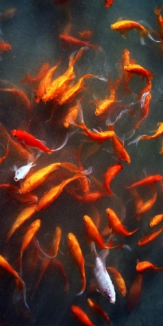 Barbara Landis – San Francisco Women Artists