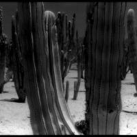 DEBBIE CAIN – San Francisco Women Artists