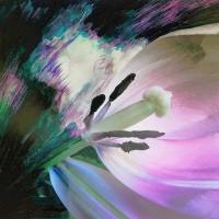 Botanicals – San Francisco Women Artists