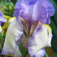 Petals and Wings – San Francisco Women Artists